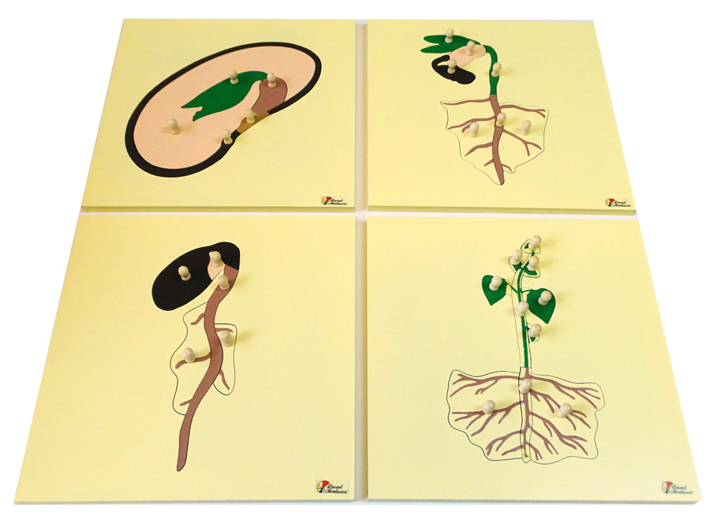 Seed Growth Process Puzzle - Set - 109.21
